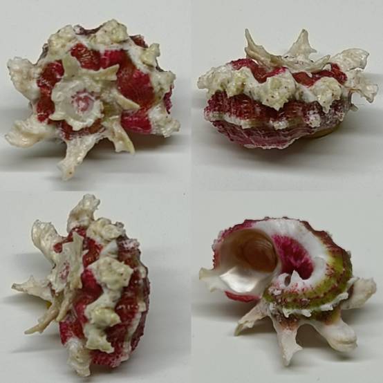 shellauction.net :: Angaria formosa - 3662457