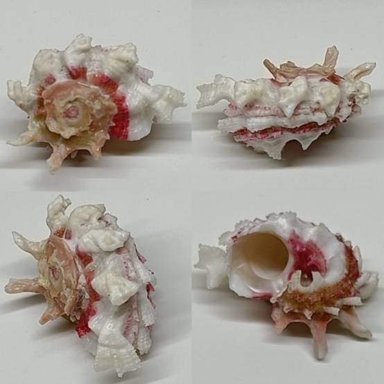 shellauction.net :: Angaria formosa - 3662458