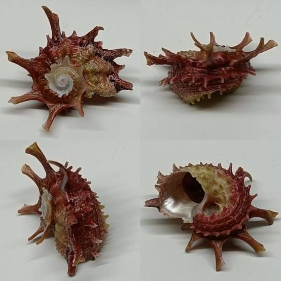 shellauction.net :: Angaria formosa - 3662460