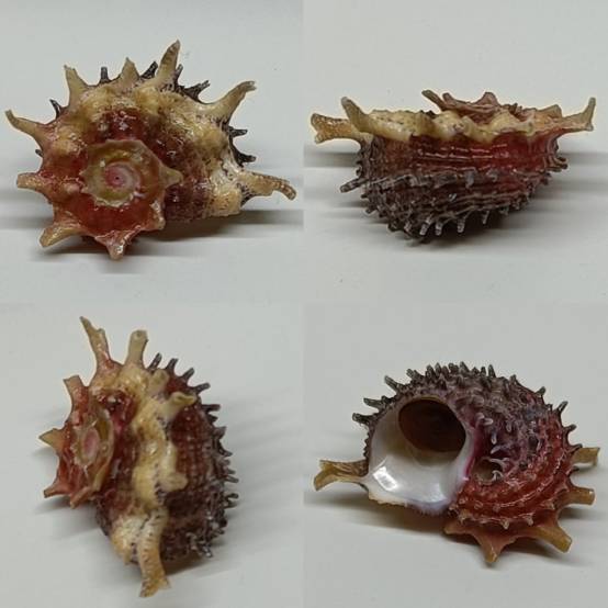 shellauction.net :: Angaria formosa - 3662462