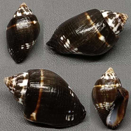 shellauction.net :: Strigatella decurtata - 3662471