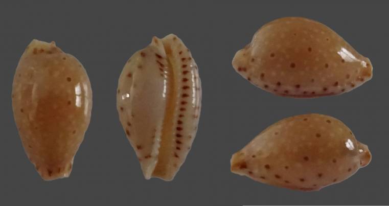 shellauction.net :: Naria beckii - 3662702