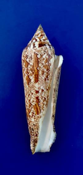 shellauction.net :: Conus bengalensis - 3662742