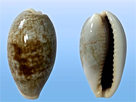 shellauction.net :: Erronea errones - 3662763