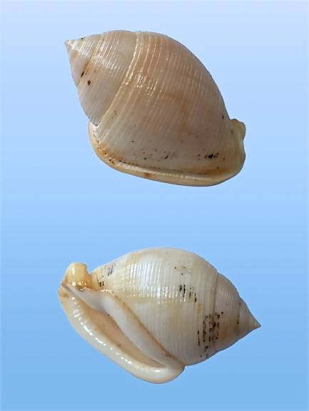 shellauction.net :: Semicassis craticulata - 3662770