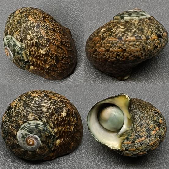 shellauction.net :: Turbo cinereus - 3662945