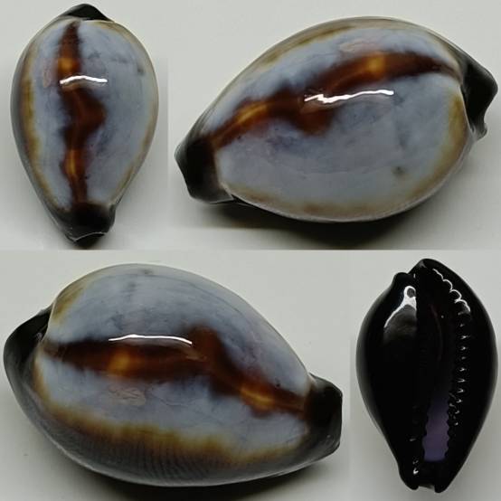 shellauction.net :: Erronea onyx - 3662961