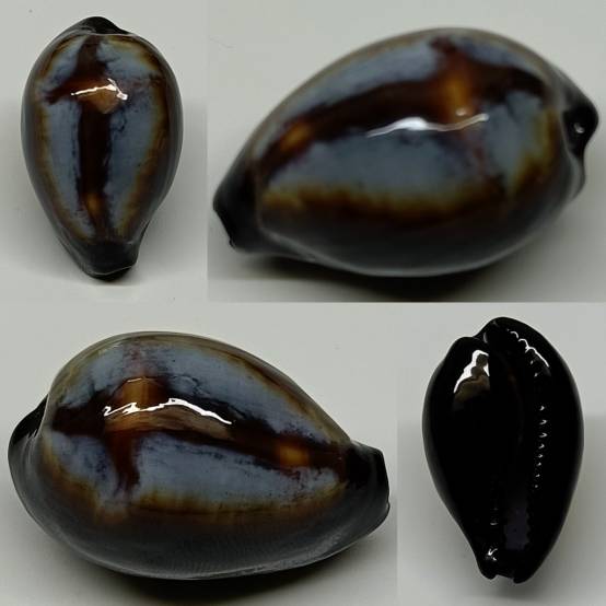 shellauction.net :: Erronea onyx - 3662966