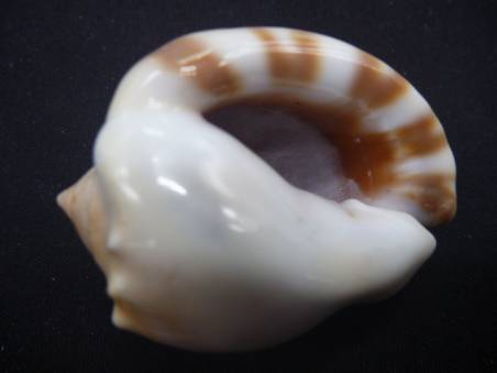 shellauction.net :: Semicassis labiata zeylanica - 3663070