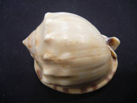 shellauction.net :: Semicassis labiata zeylanica - 3663070