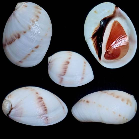 shellauction.net :: Mammilla sebae - 3663133