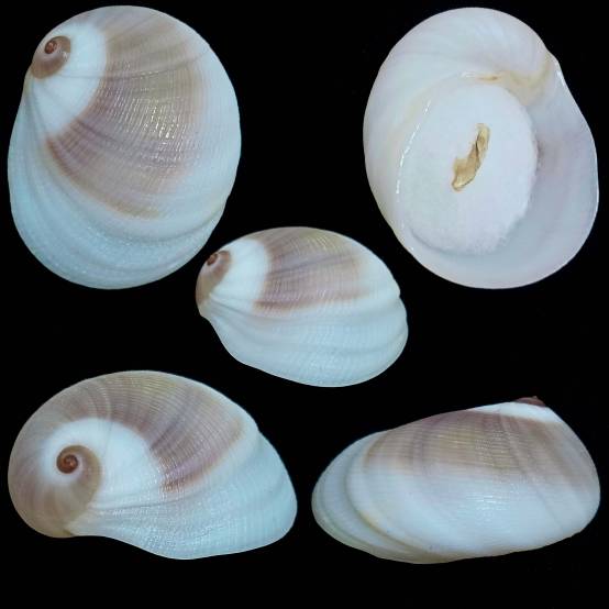 shellauction.net :: Sinum neritoideum - 3663138