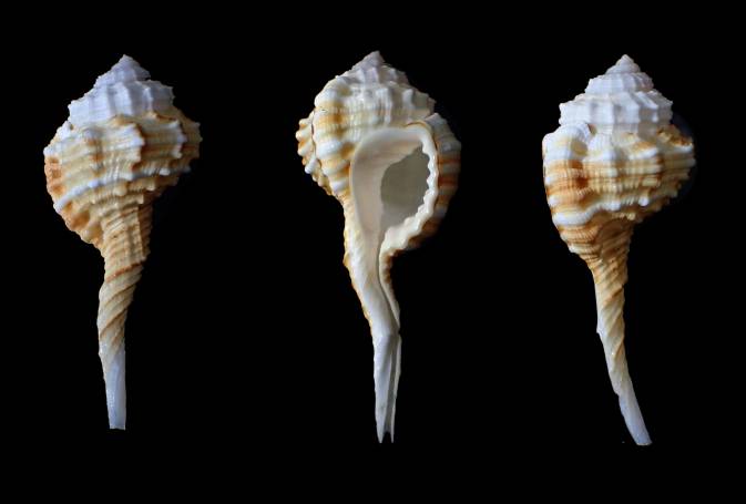 shellauction.net :: Cymatium springsteeni - 3663146