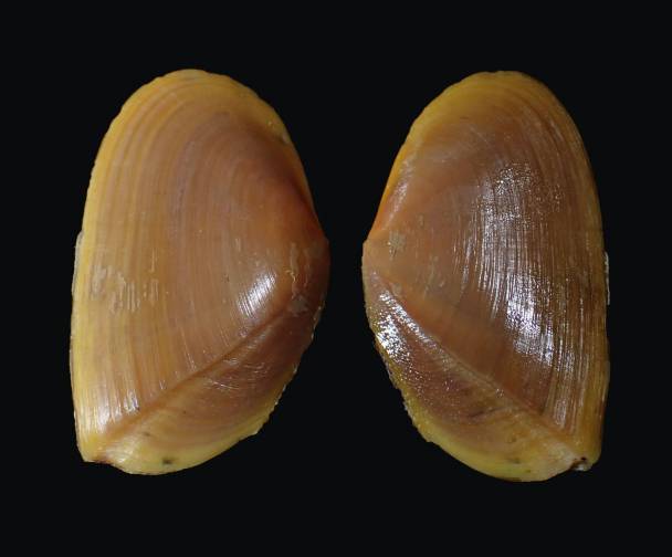 shellauction.net :: Phylloda foliacea - 3663185