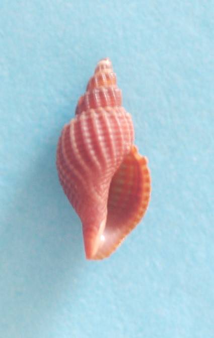 shellauction.net :: Narona mitriformis - 3663188