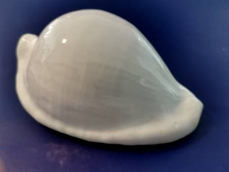 shellauction.net :: Ovula ovum - 3663224