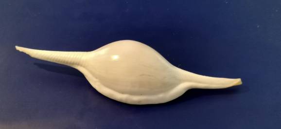 shellauction.net :: Ovula volva volva - 3663228