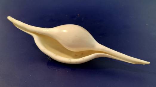 shellauction.net :: Ovula volva volva - 3663228