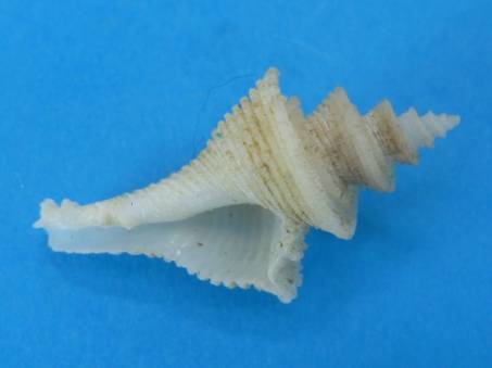 shellauction.net :: Mipus vicdani - 3663260