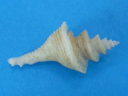 shellauction.net :: Mipus vicdani - 3663260