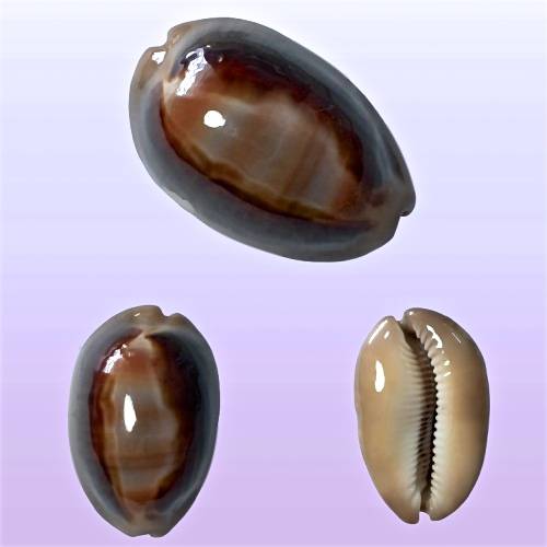 shellauction.net :: Lyncina ventriculus - 3663289