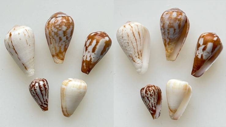 shellauction.net :: Conus sp. - 3663469