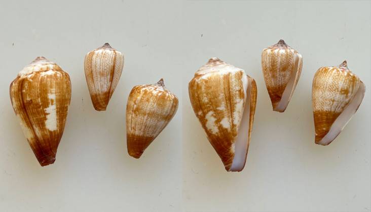 shellauction.net :: Conus borgesi - 3663485