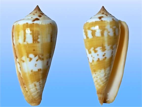 shellauction.net :: Conus janus - 3663675