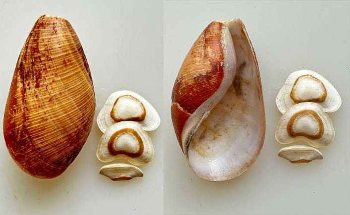 shellauction.net :: Scaphander lignarius - 3663762