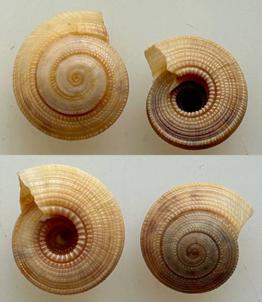 shellauction.net :: Heliacus fallaciosus - 3663764