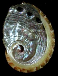 shellauction.net :: Haliotis queketti - 3663910