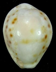 shellauction.net :: Cypraea rashleighana - 3663918