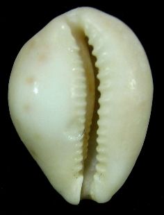 shellauction.net :: Cypraea rashleighana - 3663918