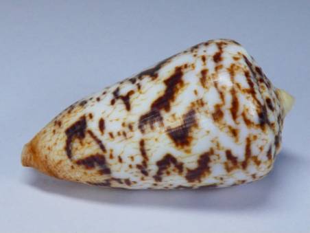 shellauction.net :: Conus zeylanicus - 3663920
