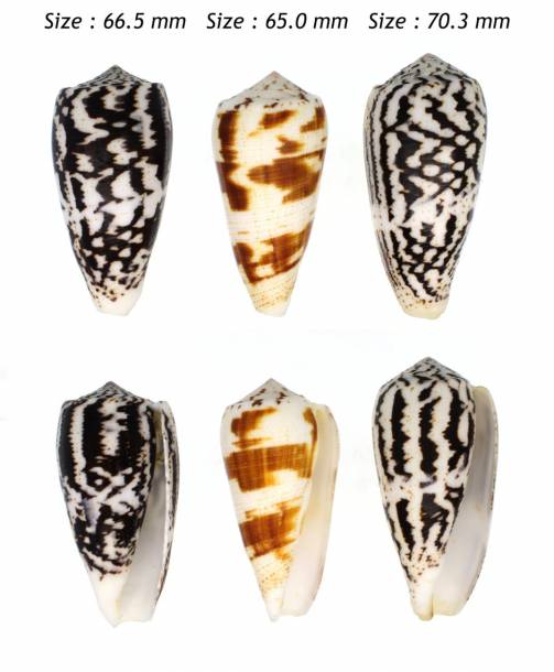 shellauction.net :: Conus magus - 3663957