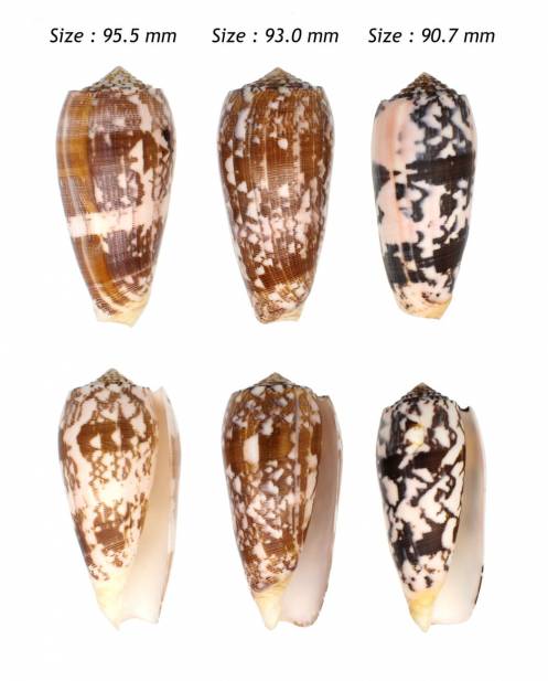 shellauction.net :: Conus striatus - 3663965