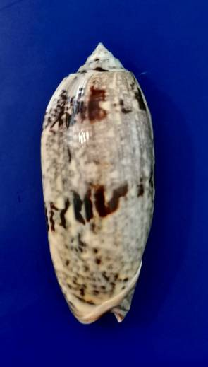 shellauction.net :: Oliva miniacea tremulina f. fumosa - 3663993