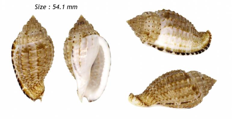 shellauction.net :: Morum teramachii - 3664000