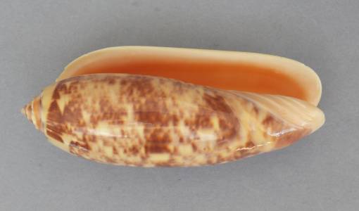 shellauction.net :: Oliva miniacea - 3664077