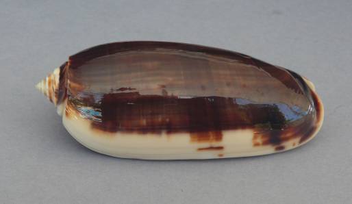 shellauction.net :: Oliva miniacea f. magnifica - 3664081