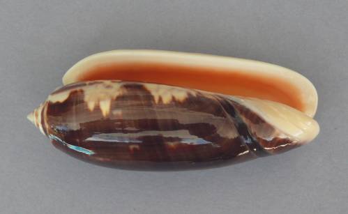 shellauction.net :: Oliva miniacea f. magnifica - 3664081