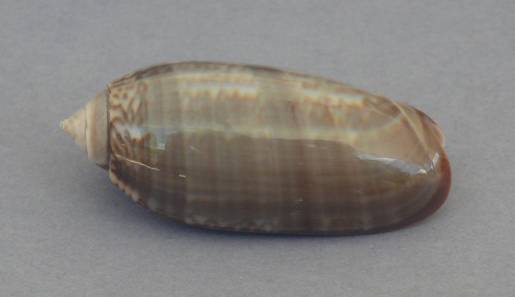 shellauction.net :: Oliva concinna - 3664091