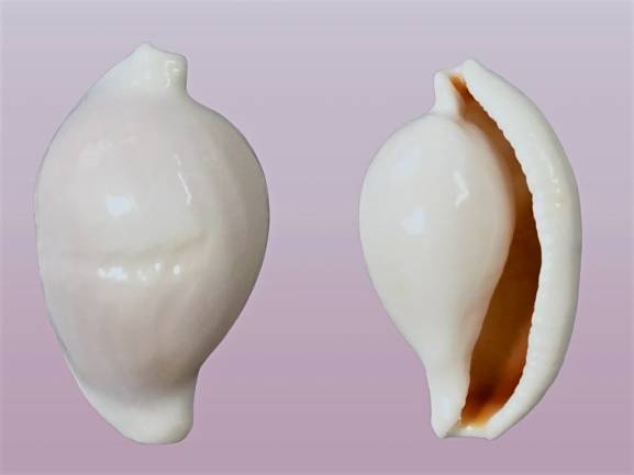 shellauction.net :: Ovula ovum - 3664131