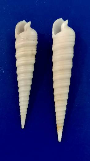 shellauction.net :: Terebra funiculata - 3664170