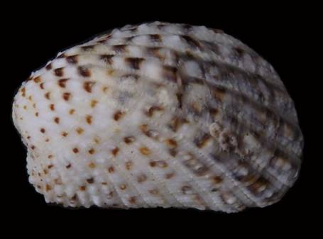 shellauction.net :: Cardita variegata - 3664211