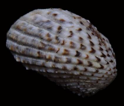 shellauction.net :: Cardita variegata - 3664211