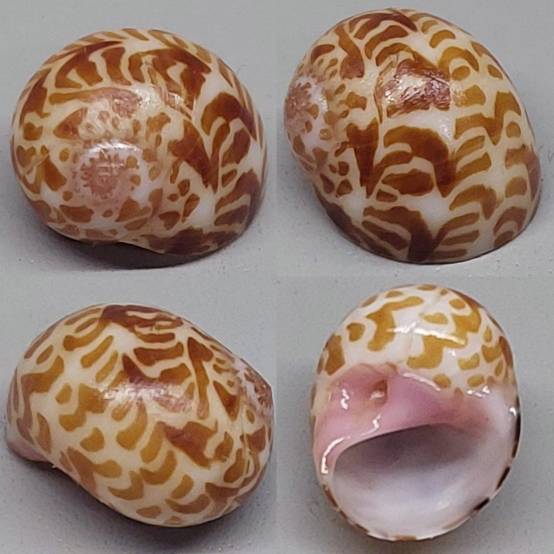 shellauction.net :: Tectonatica violacea - 3664298