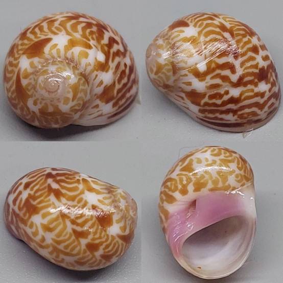 shellauction.net :: Tectonatica violacea - 3664299