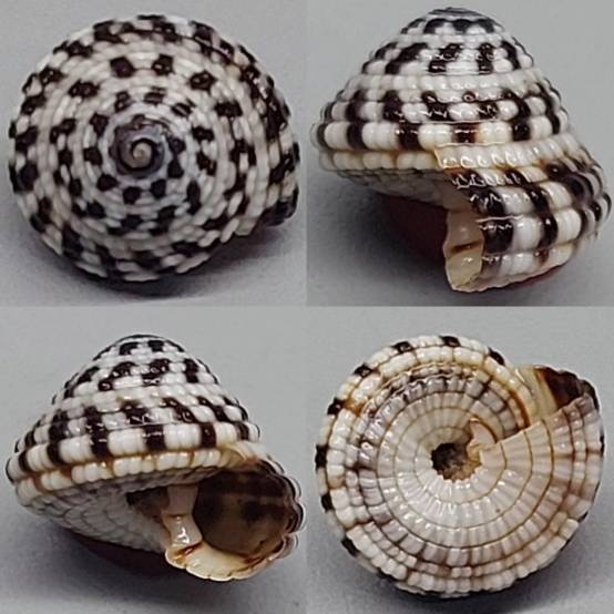 shellauction.net :: Heliacus variegatus - 3664351