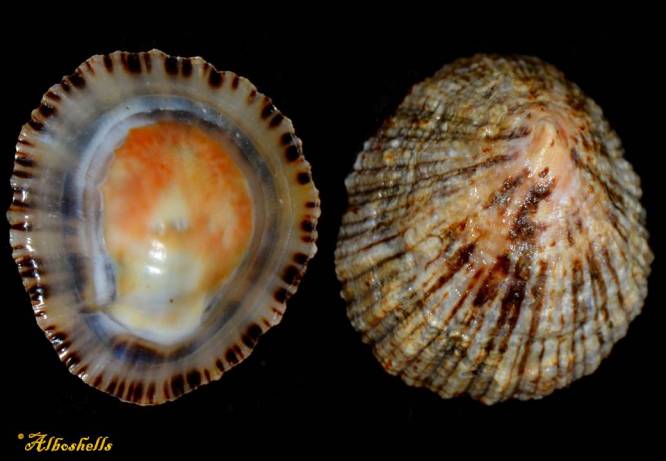 shellauction.net :: Patella rustica - 3664362